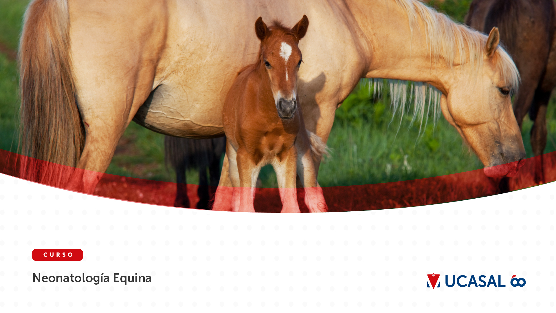 Curso de Neonatología Equina